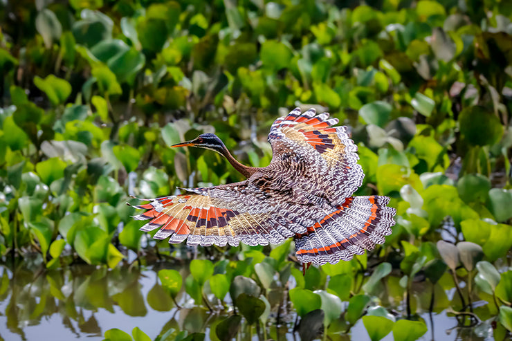 Sunbittern – Birds of Colombia