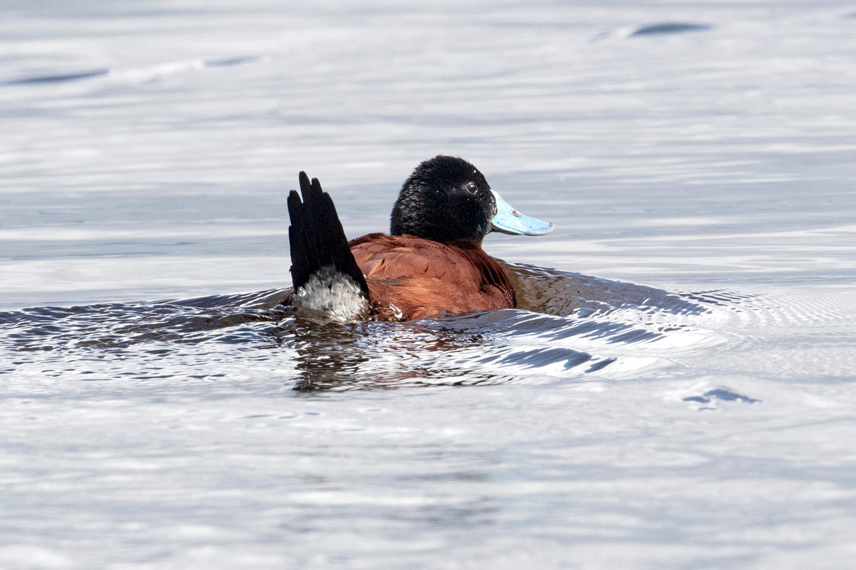 Andean Duck – Birds of Colombia