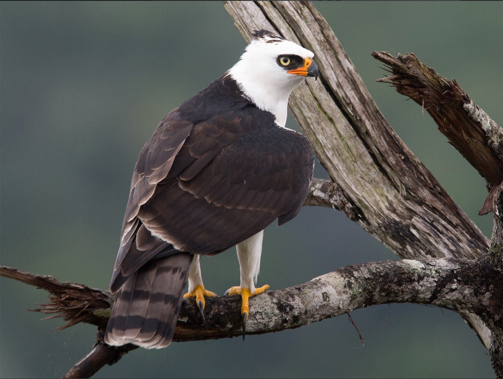 Black and White Hawk-Eagle – Birds of Colombia