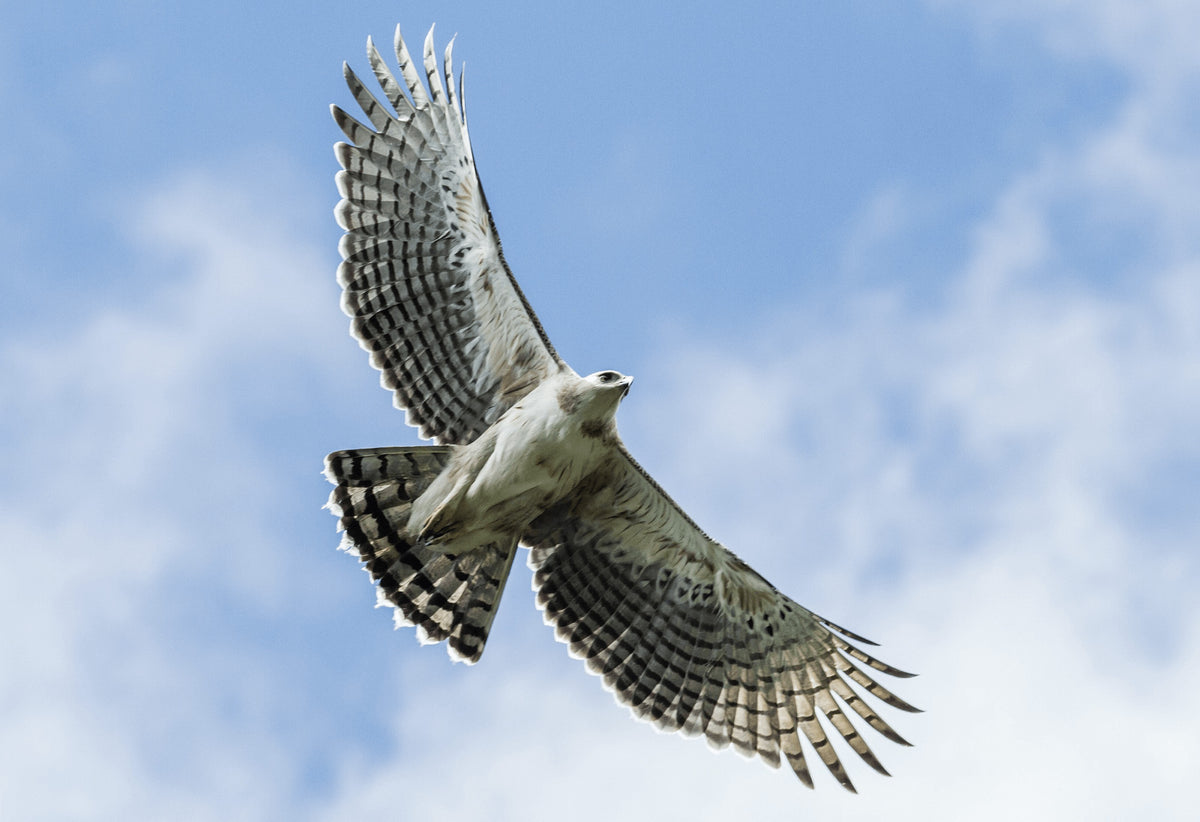 Black and Chestnut Eagle – Birds of Colombia