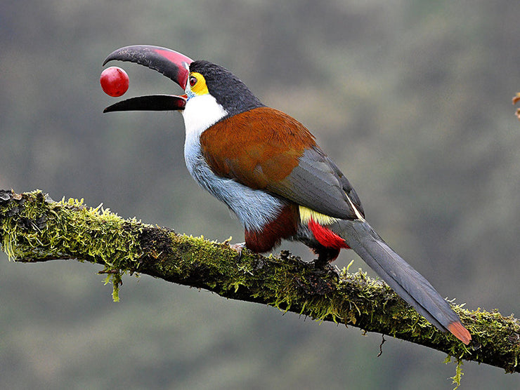 Toucans – Birds of Colombia