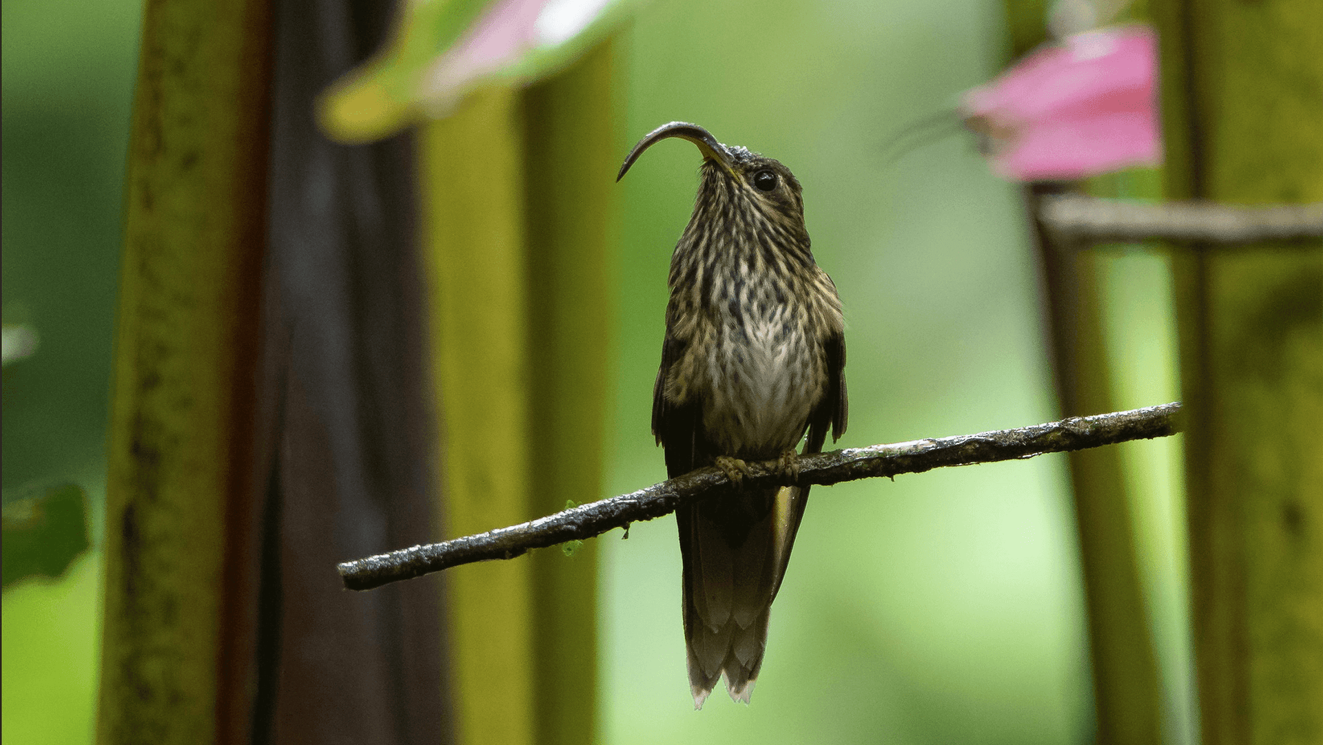 The Buff-Tailed Sicklebill - Iridescent Green or Bronze plumage – Birds ...