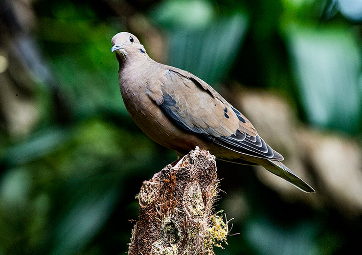 Eared Dove – Birds of Colombia