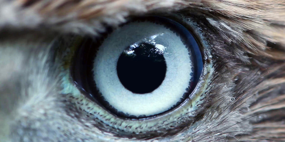 Excellent Vision – Birds of Colombia