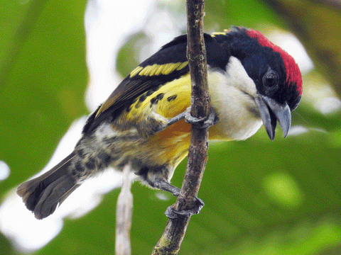 New World Barbets – Birds of Colombia