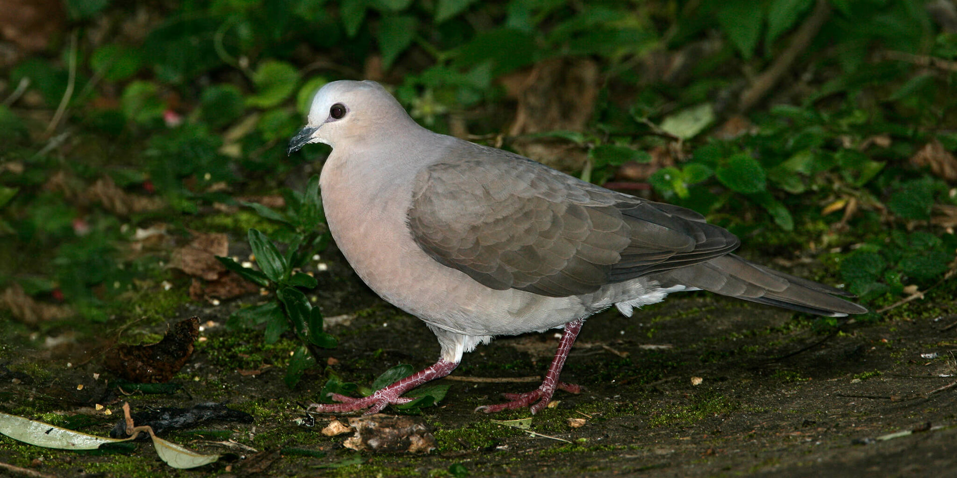 Gray-fronted Dove – Birds of Colombia