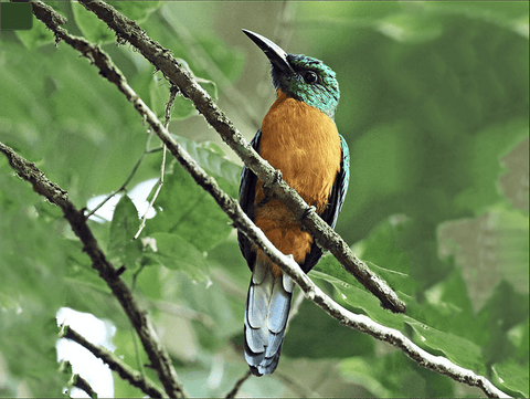 Jacamars – Birds of Colombia