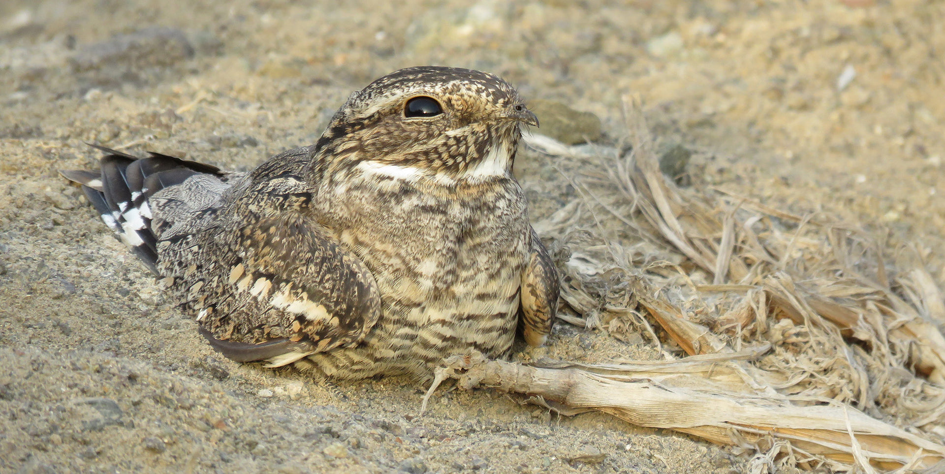Lesser Nighthawk – Birds of Colombia