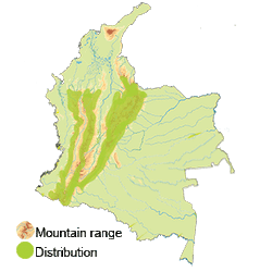 Torrent Duck – Birds of Colombia