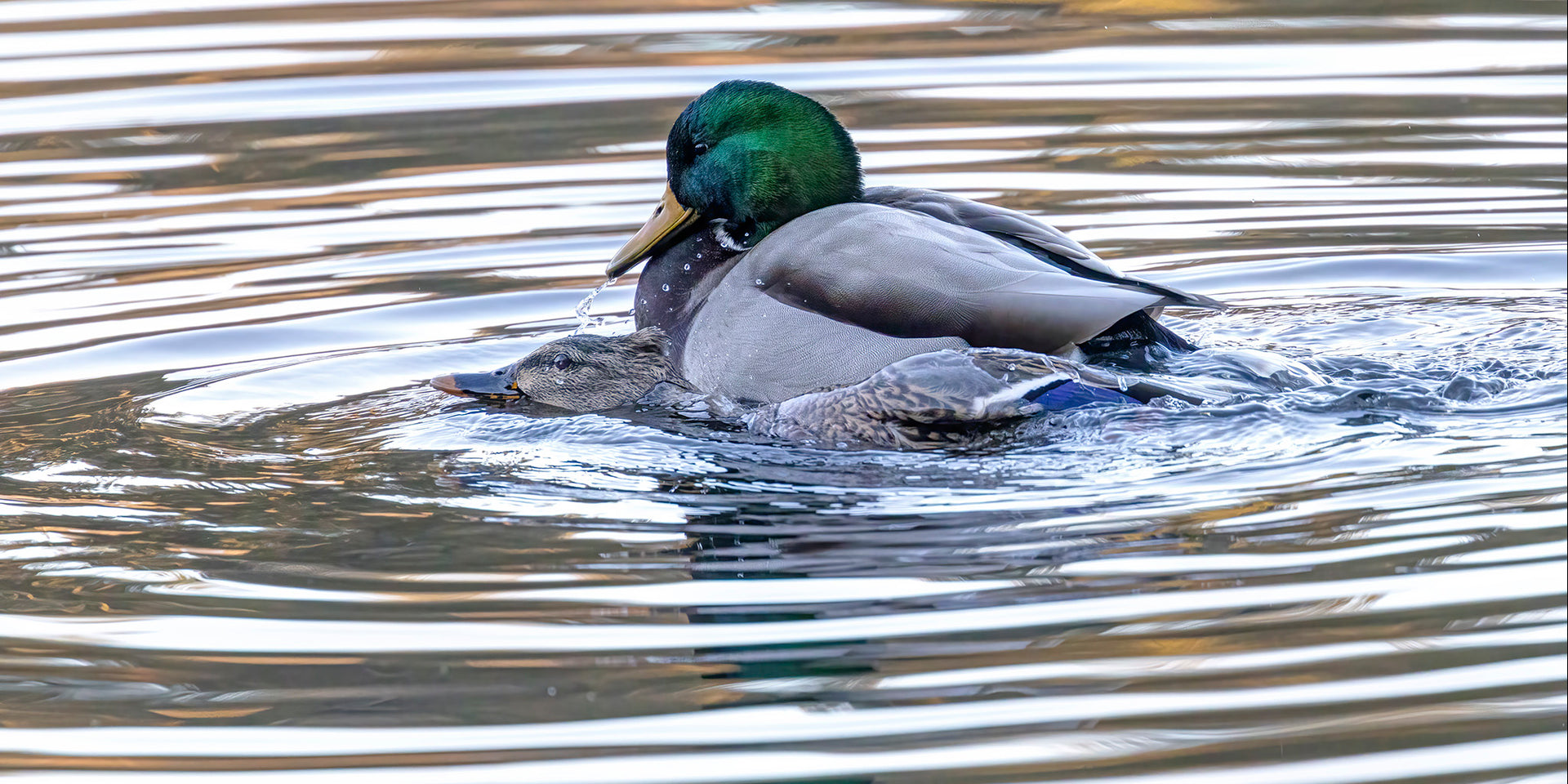 Monogamy and Mating Rituals – Birds of Colombia