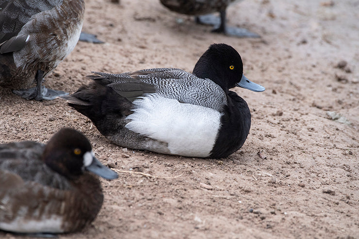 Lesser Scaup – Birds of Colombia