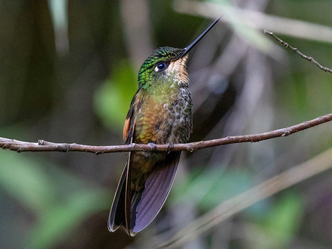 Colibríes – Birds of Colombia