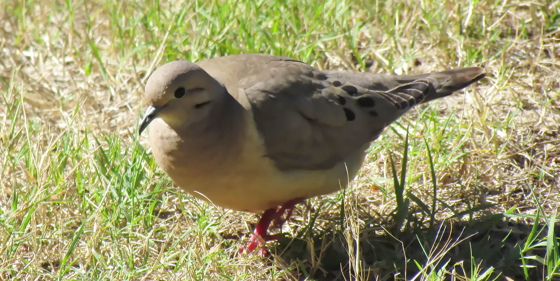 Plain-breasted Ground-dove – Birds of Colombia