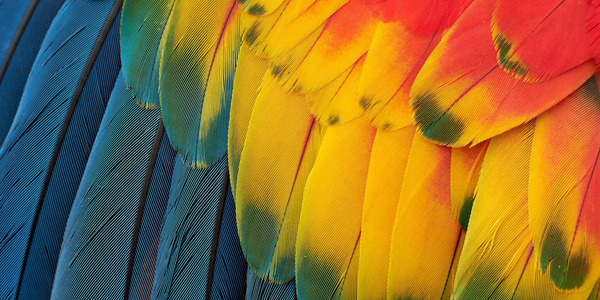 Plumage of Birds – Birds of Colombia
