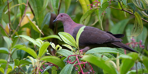 Short-billed Pigeon – Birds of Colombia