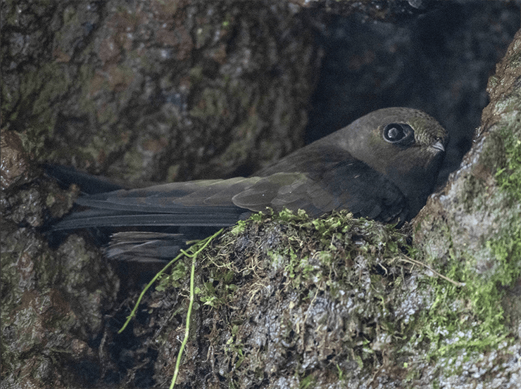 Swifts – Birds of Colombia